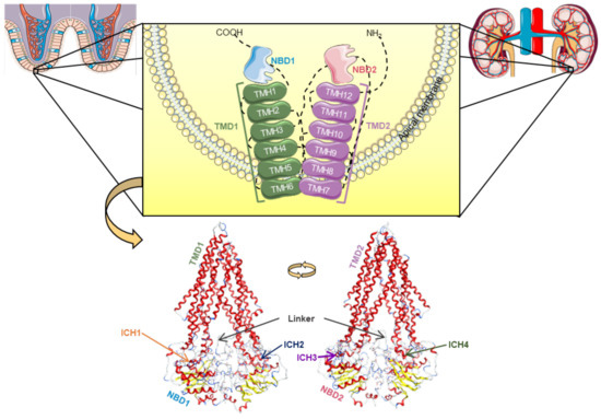 Study Models of Drug–Drug Interactions Involving P-Glycoprotein: The ...