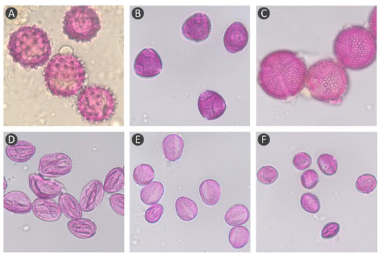 Differentiating between Monofloral Portuguese Bee Pollens Using ...