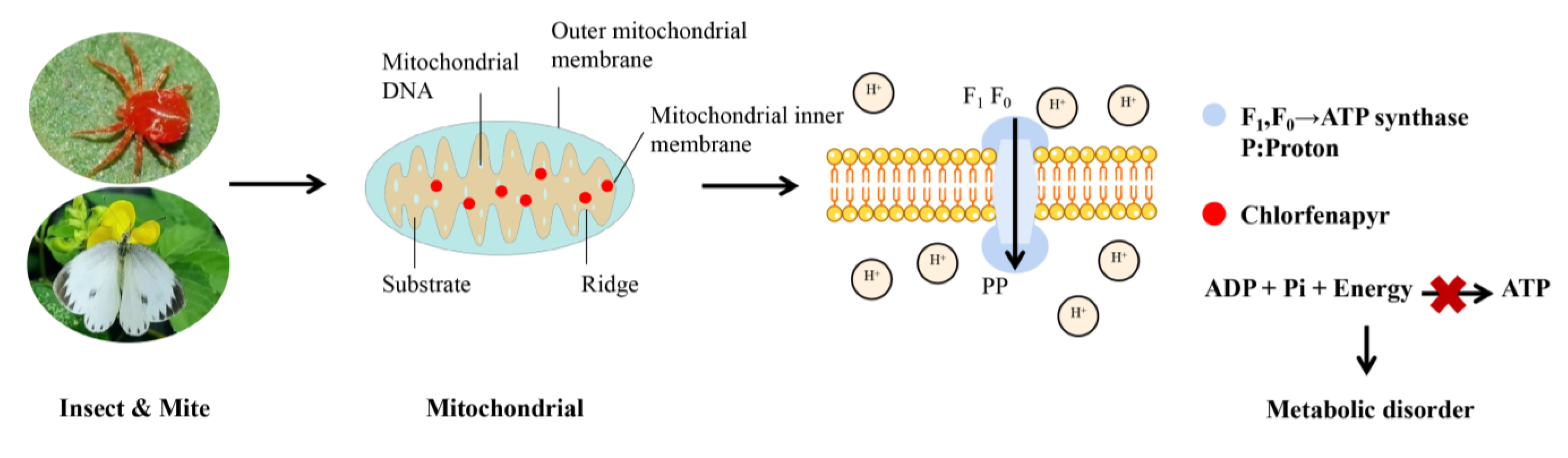 A Comprehensive Review of the Current Knowledge of Chlorfenapyr ...