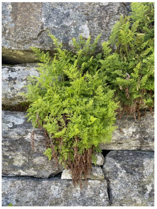 Molecules | Free Full-Text | Cytotoxic Natural Products Isolated from ...