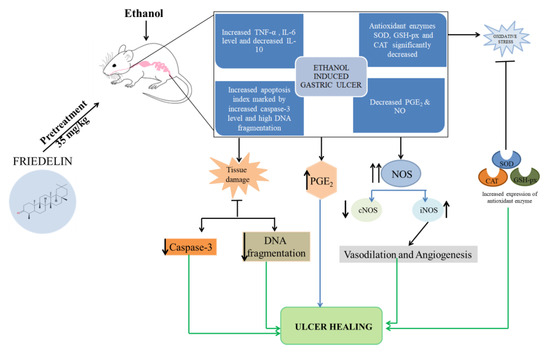 Friedelin: Structure, Biosynthesis, Extraction, and Its Potential ...