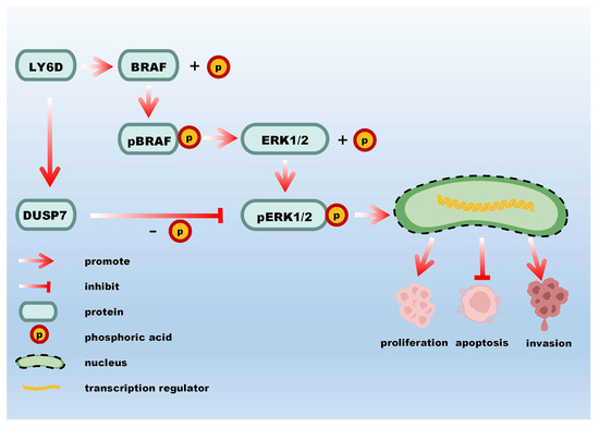 Silencing LY6D Expression Inhibits Colon Cancer in Xenograft Mice and ...