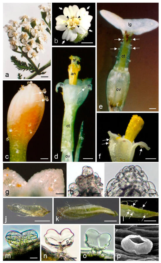 Herb and Flowers of Achillea millefolium subsp. millefolium L ...