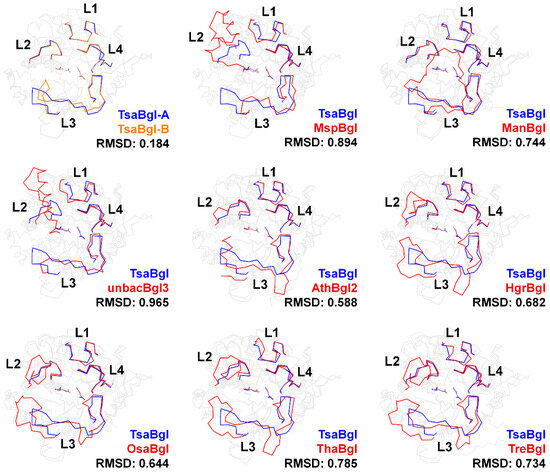 The Conformational Change of the L3 Loop Affects the Structural Changes ...