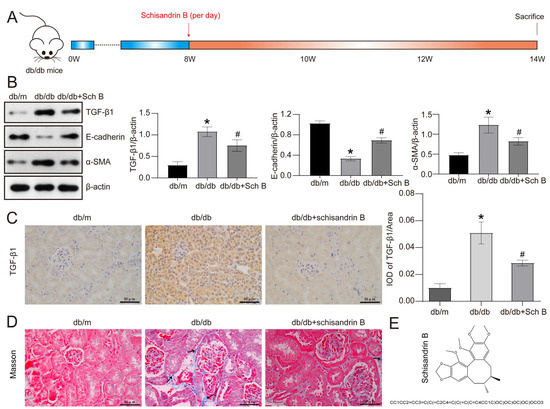 Schisandrin B Alleviates Renal Tubular Cell Epithelial–Mesenchymal ...