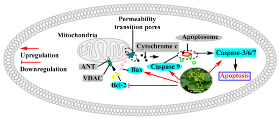 Bioactivities and Mechanisms of Action of Diphyllin and Its Derivatives ...