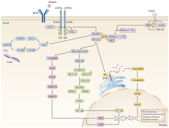 A Comprehensive Review of Small-Molecule Inhibitors Targeting Bruton ...