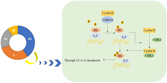 Recent Progress in CDK4/6 Inhibitors and PROTACs