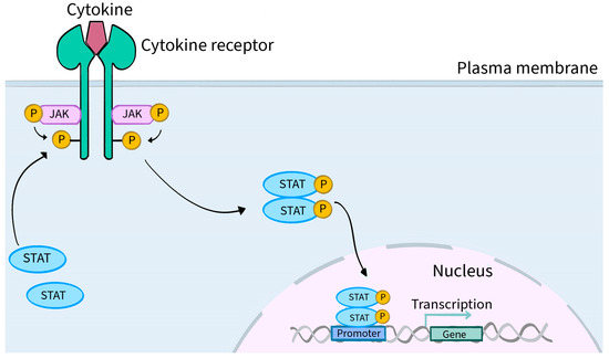 Novel Janus Kinase Inhibitors in the Treatment of Dermatologic Conditions