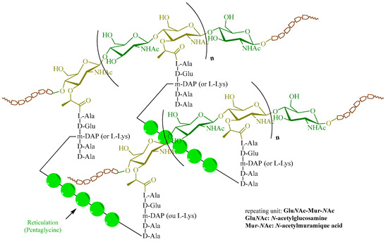 Antibiotics and Antibiotic Resistance—Mur Ligases as an Antibacterial ...