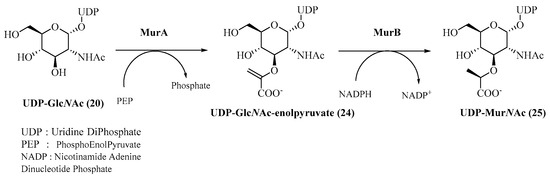 Antibiotics and Antibiotic Resistance—Mur Ligases as an Antibacterial ...