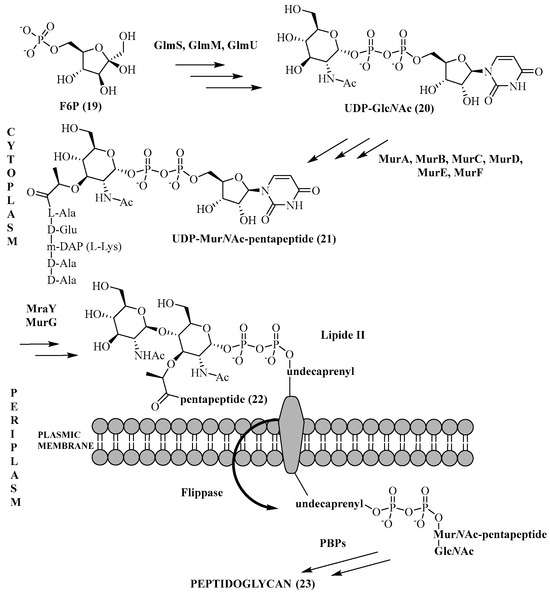 Antibiotics and Antibiotic Resistance—Mur Ligases as an Antibacterial ...