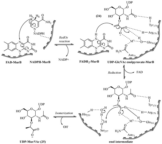 Antibiotics and Antibiotic Resistance—Mur Ligases as an Antibacterial ...