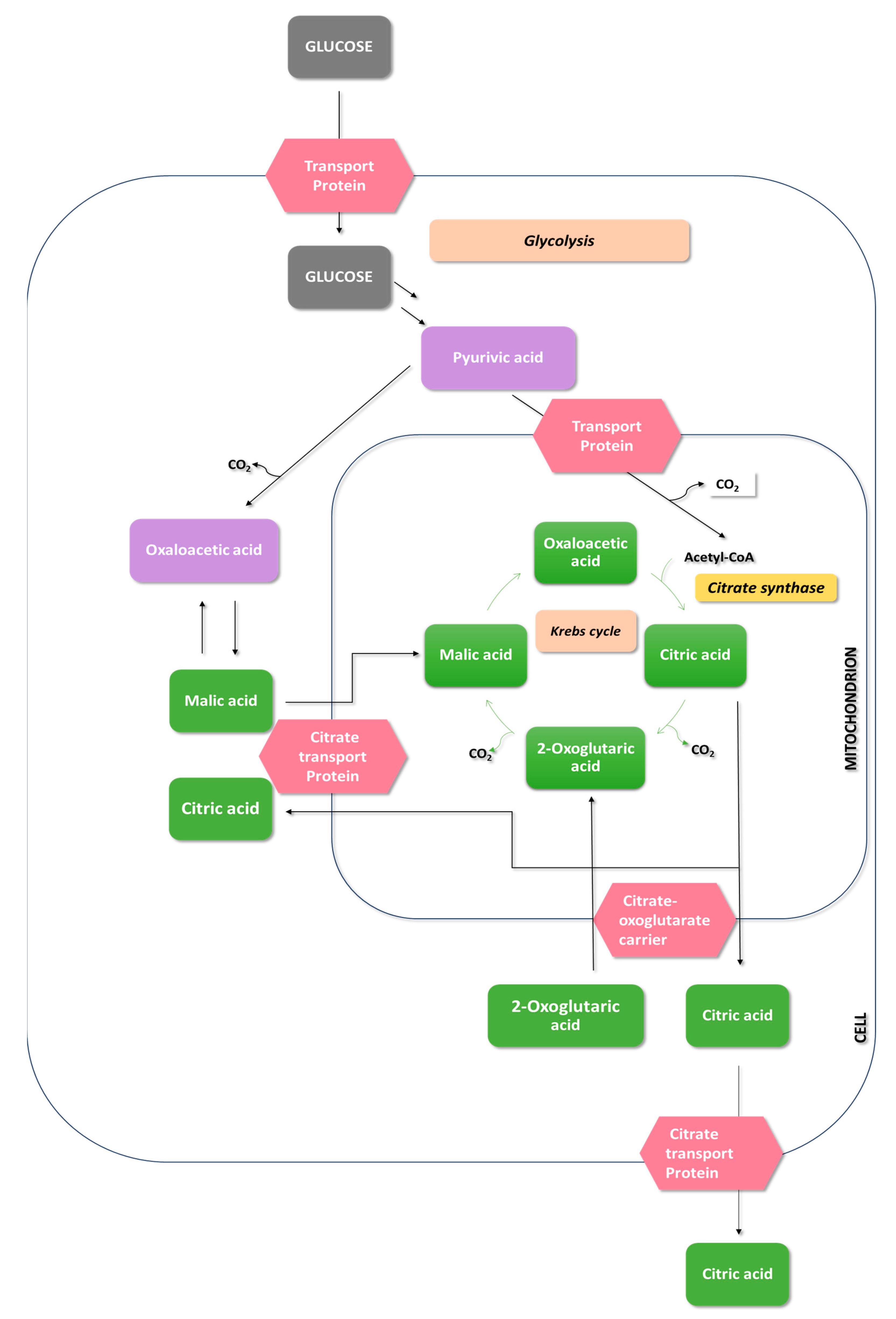 Citric Acid: Properties, Microbial Production, and Applications in ...
