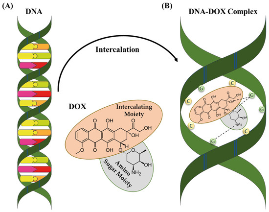 Molecules | Free Full-Text | Optimized DOX Drug Deliveries via Chitosan ...