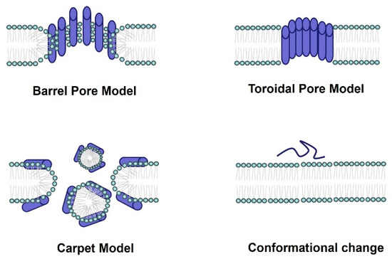 Spider-Venom Peptides: Structure, Bioactivity, Strategy, and Research ...