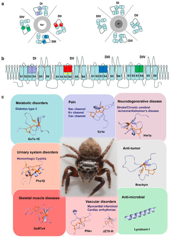 Spider-Venom Peptides: Structure, Bioactivity, Strategy, and Research ...