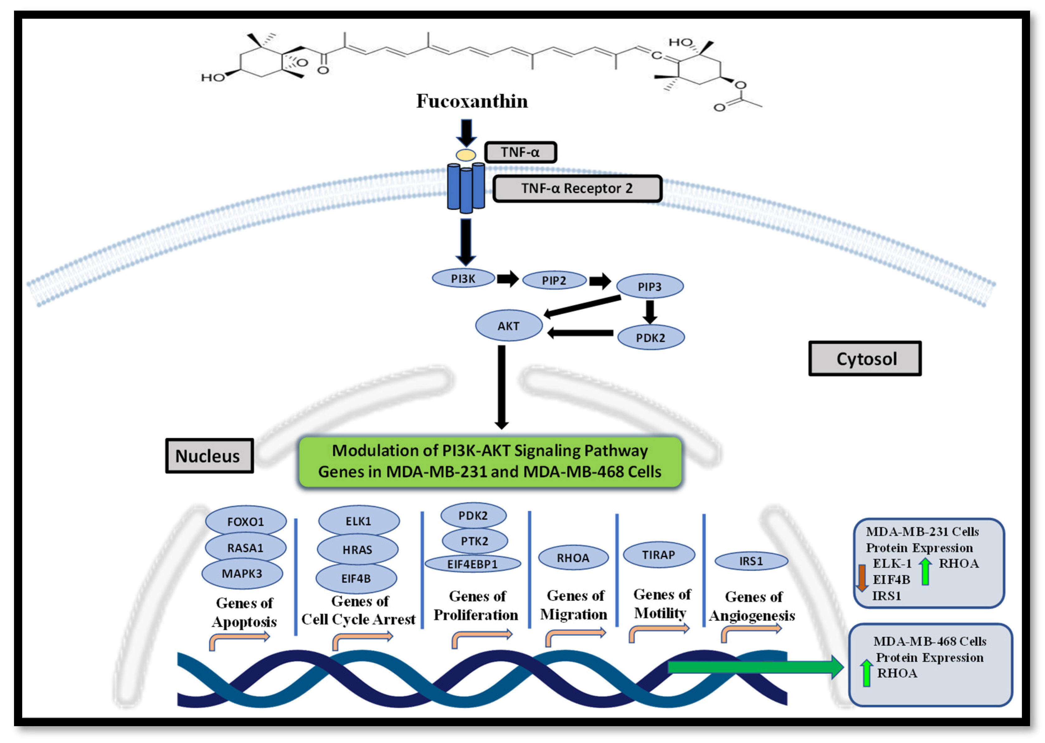 Molecules | Free Full-Text | The Anticancer Effects of Marine Carotenoid Fucoxanthin through ...