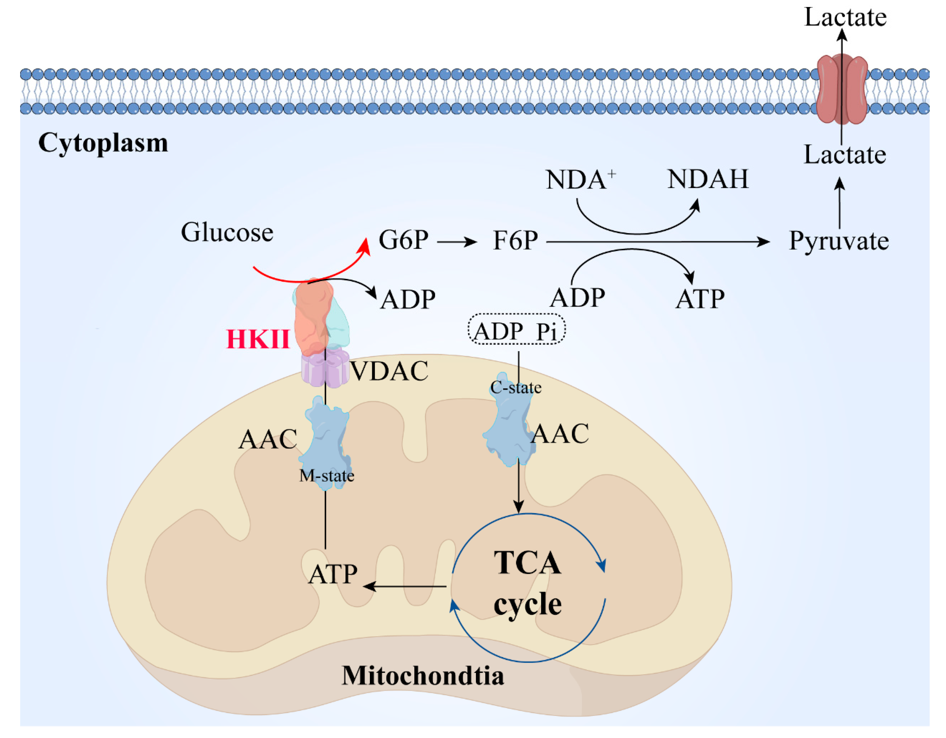 Molecules | Free Full-Text | The Promoting Role of HK II in Tumor Development and the Research ...