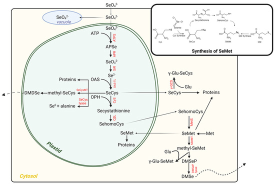 Selenoproteins in Health