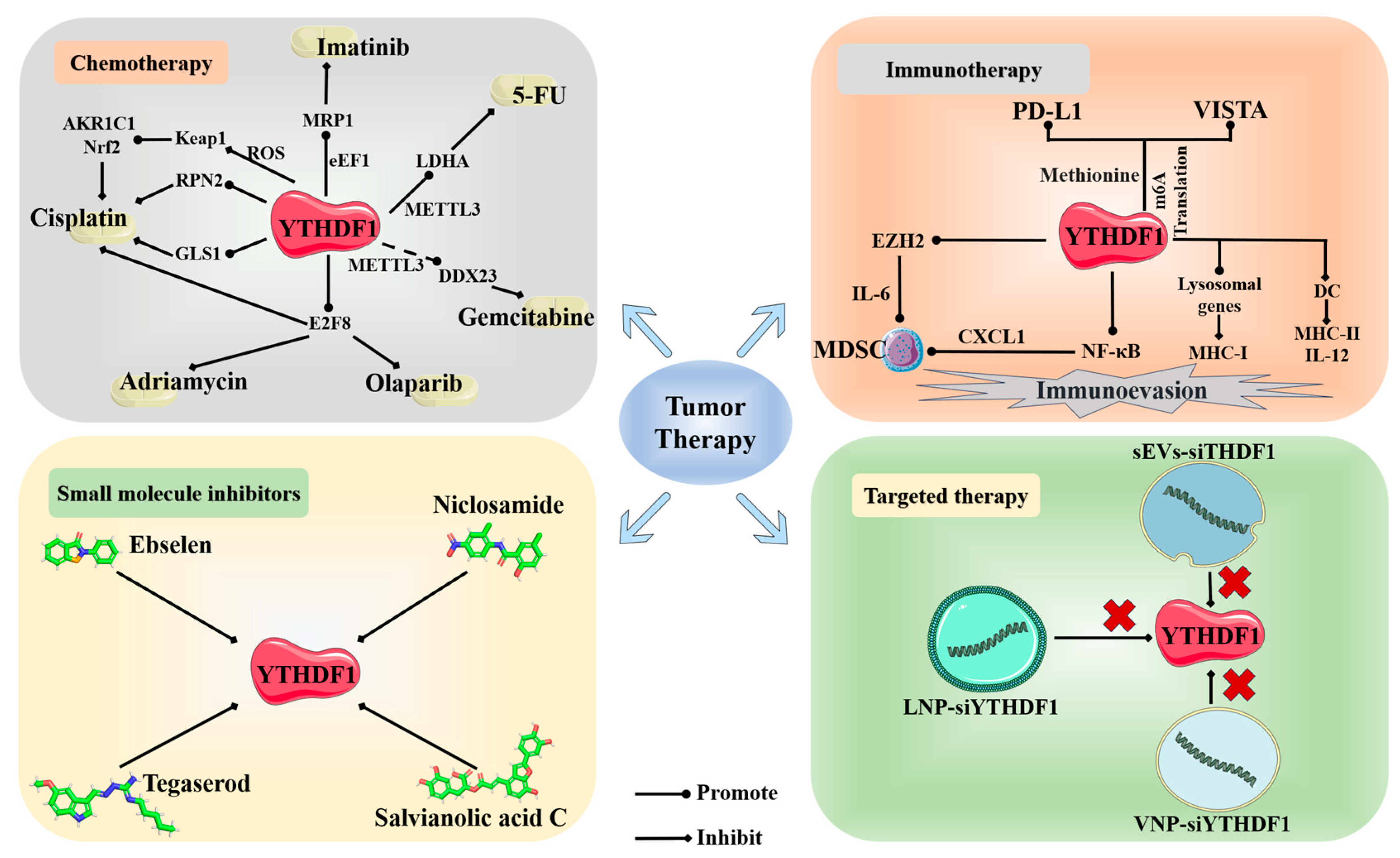 YTHDF1 in Tumor Cell Metabolism: An Updated Review
