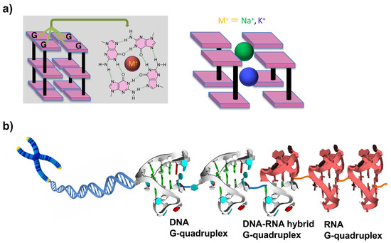 G-Quadruplexes in Human Telomere: Structures, Properties, and Applications
