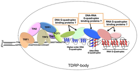 G-Quadruplexes in Human Telomere: Structures, Properties, and Applications