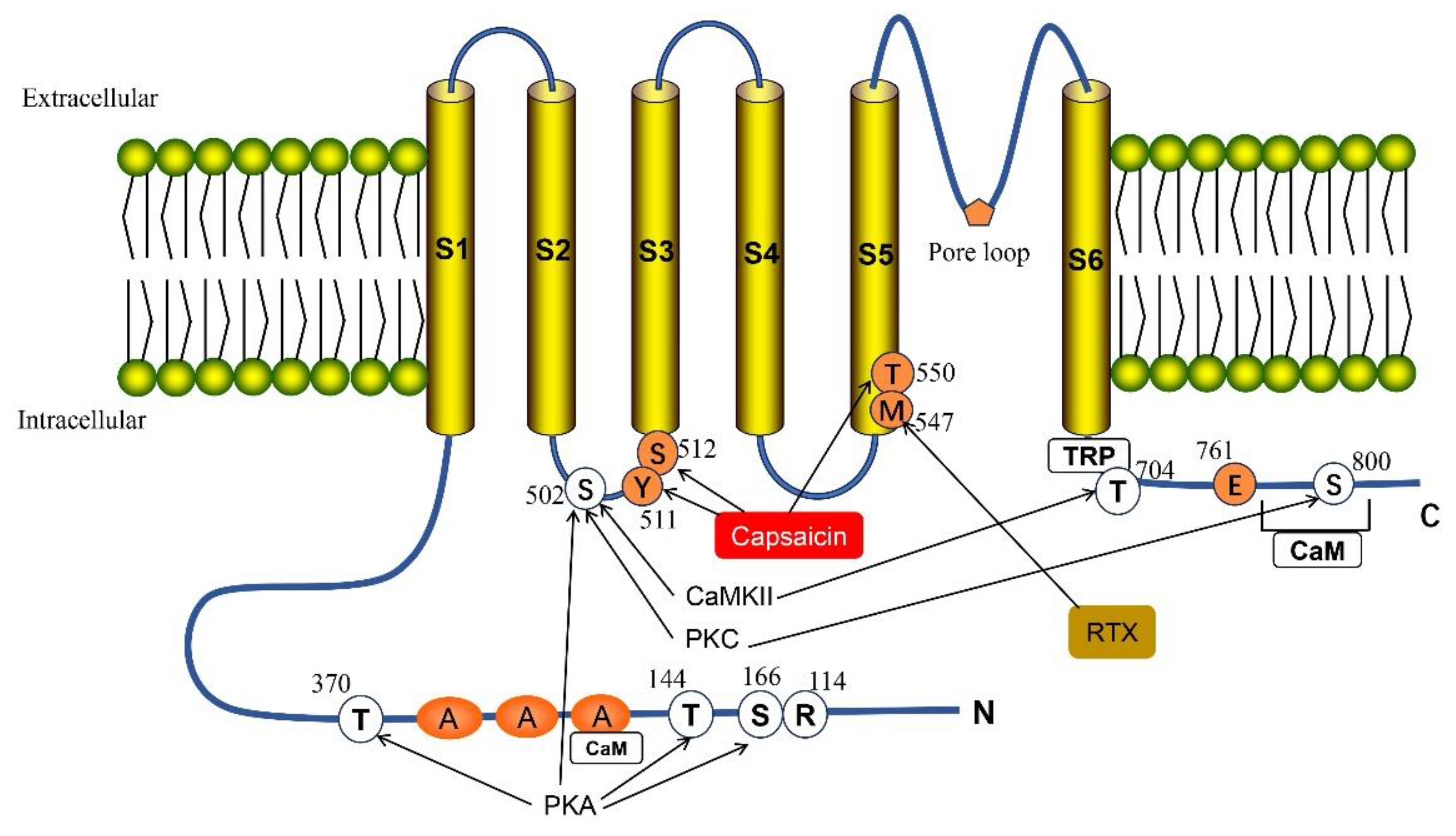 Impact of TRPV1 on Pathogenesis and Therapy of Neurodegenerative Diseases