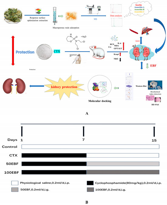Optimization of the Flavonoid Extraction Process from the Stem and ...