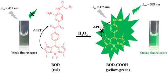 A Benzil- and BODIPY-Based Turn-On Fluorescent Probe for Detection of ...