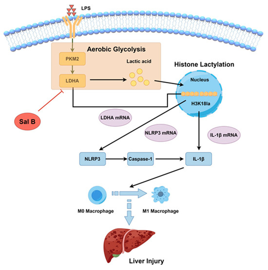 Salvianolic Acid B Alleviates Liver Injury by Regulating Lactate ...