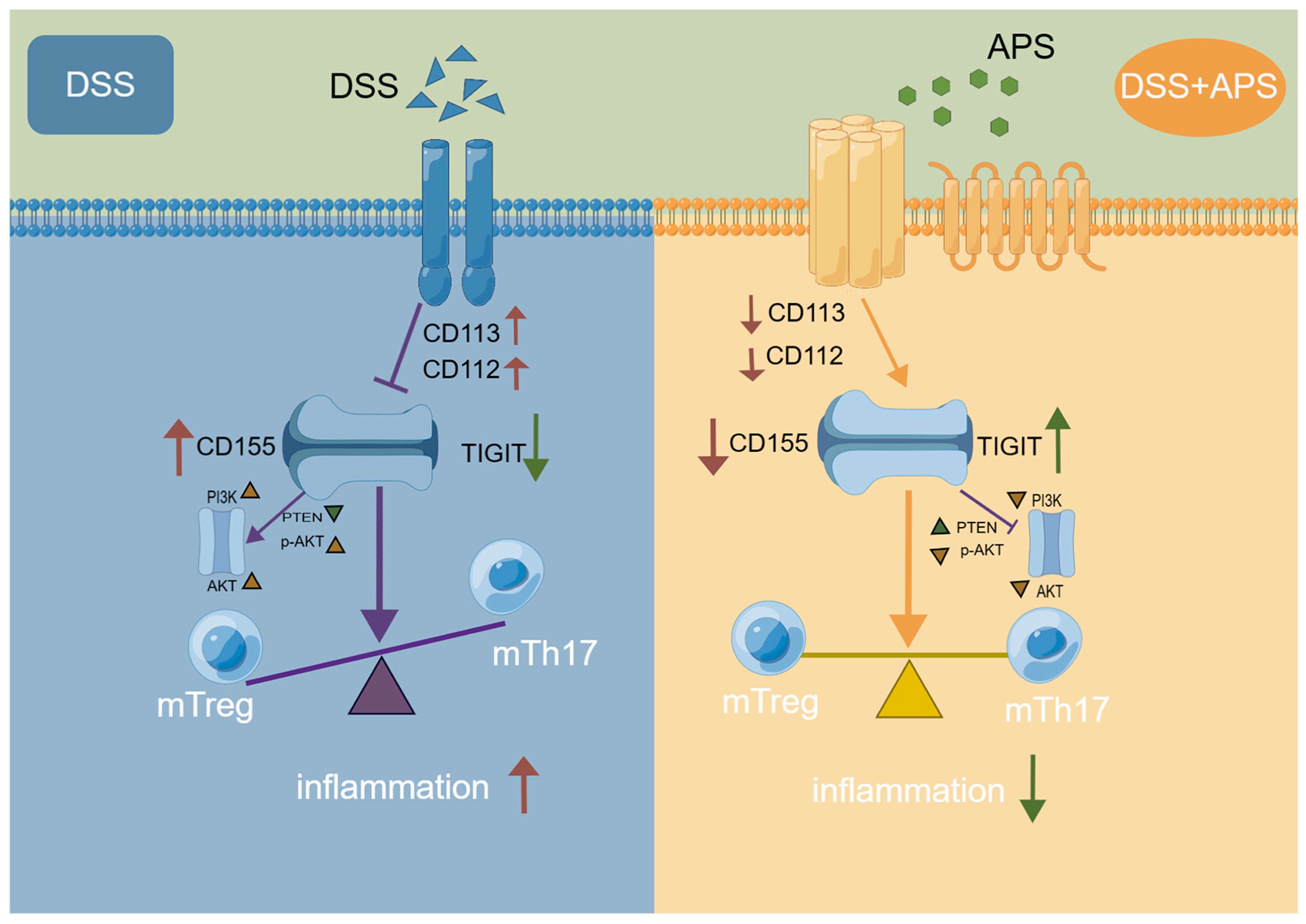 Astragalus Polysaccharide Alleviates Ulcerative Colitis by Regulating ...