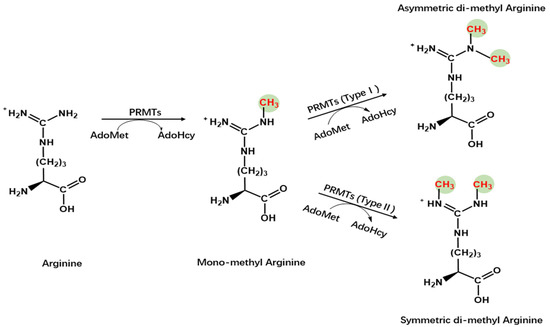 The Role of Protein Methyltransferases in Immunity