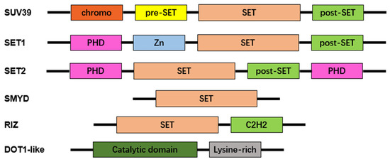 The Role of Protein Methyltransferases in Immunity