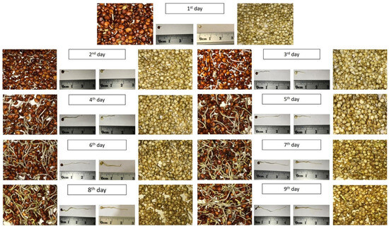 Impact of Sprouting Process on the Protein Quality of Yellow and Red Quinoa (Chenopodium quinoa)
