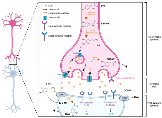 The High-Precision Liquid Chromatography with Electrochemical Detection ...