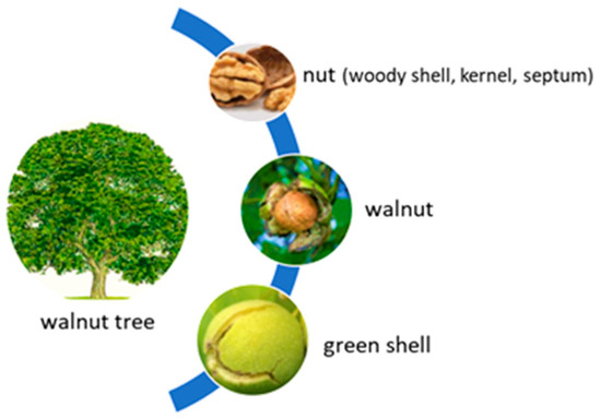 Walnut By-Products and Elderberry Extracts—Sustainable Alternatives for ...