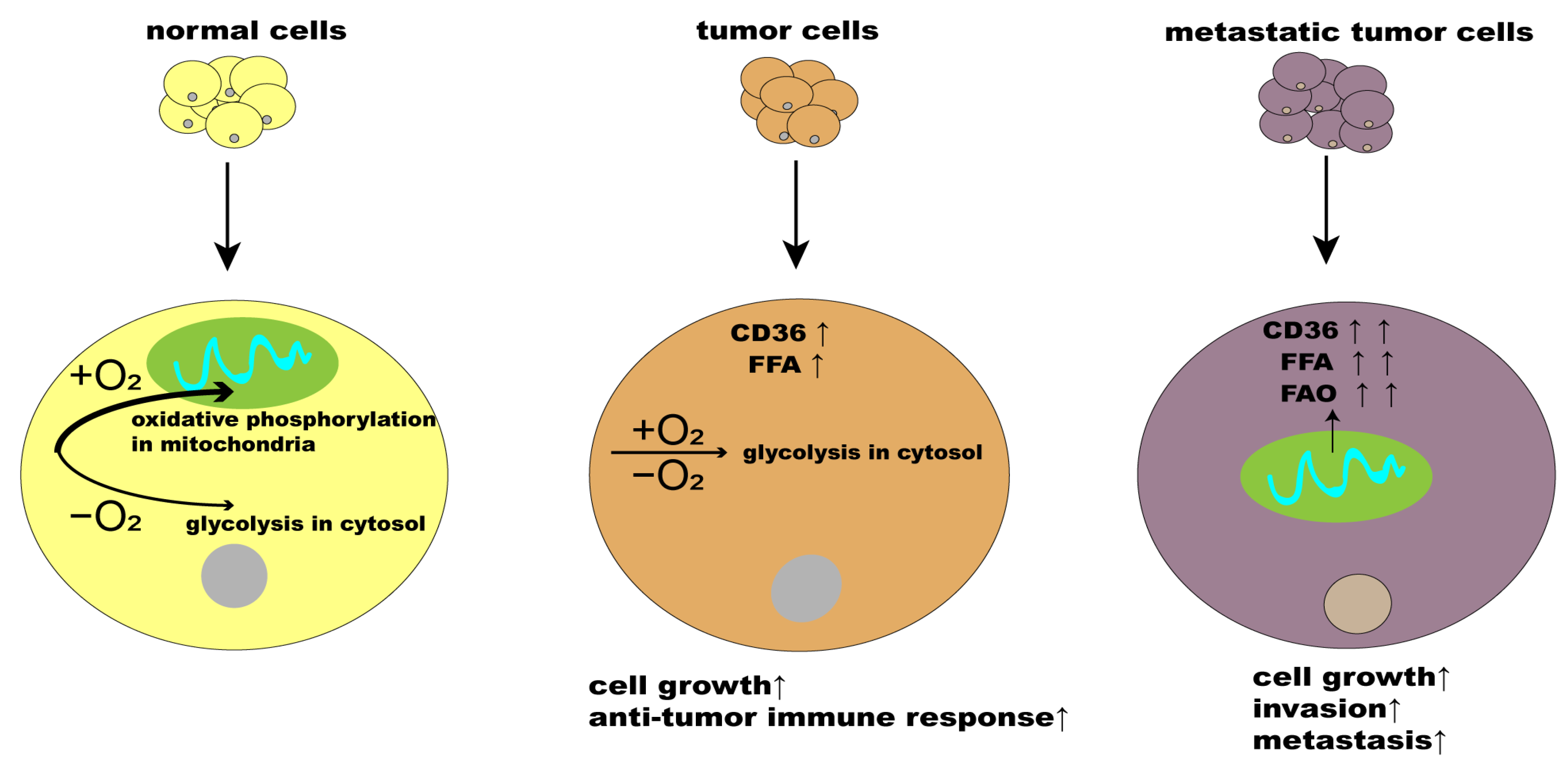 CD36: The Bridge between Lipids and Tumors