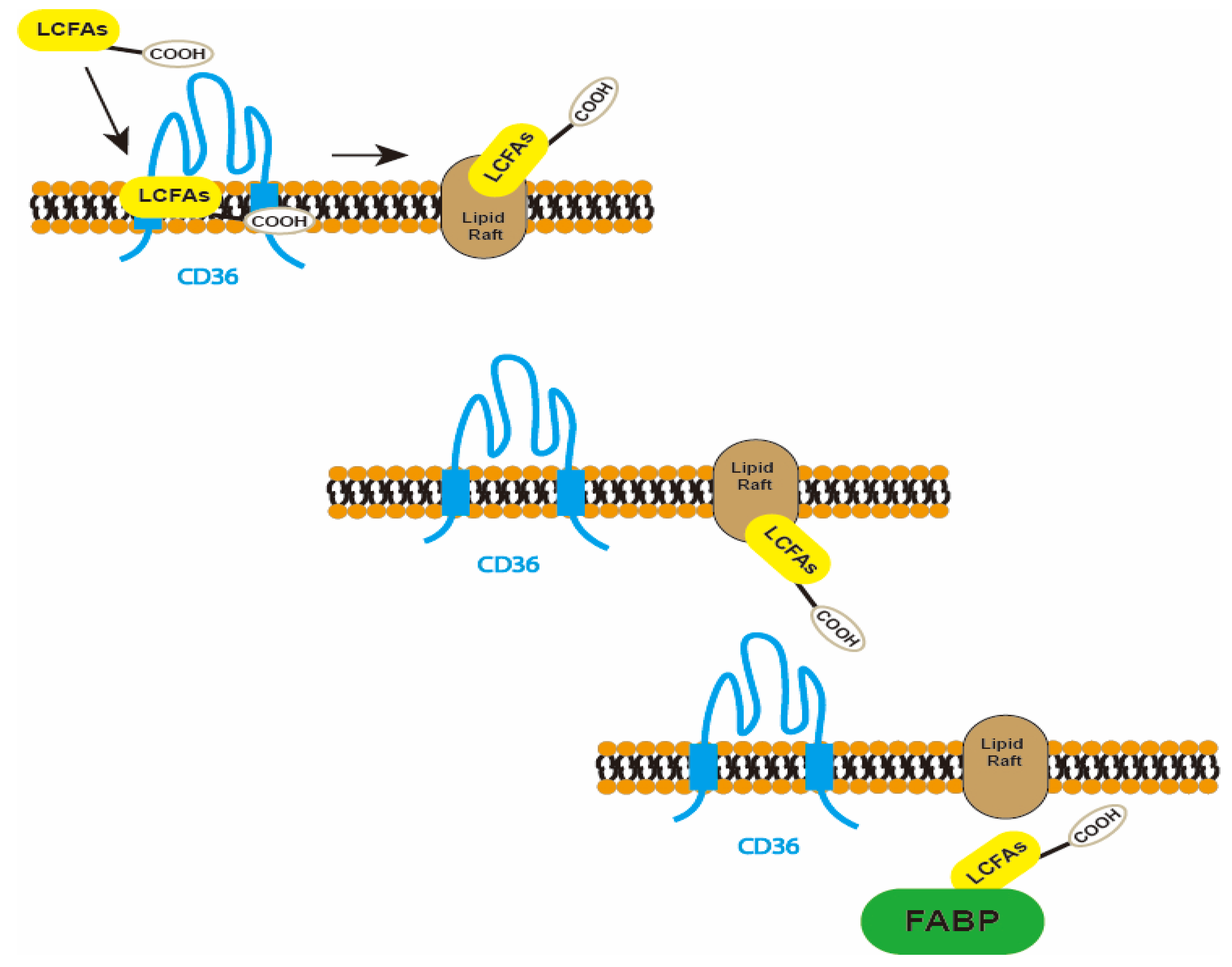 CD36: The Bridge between Lipids and Tumors