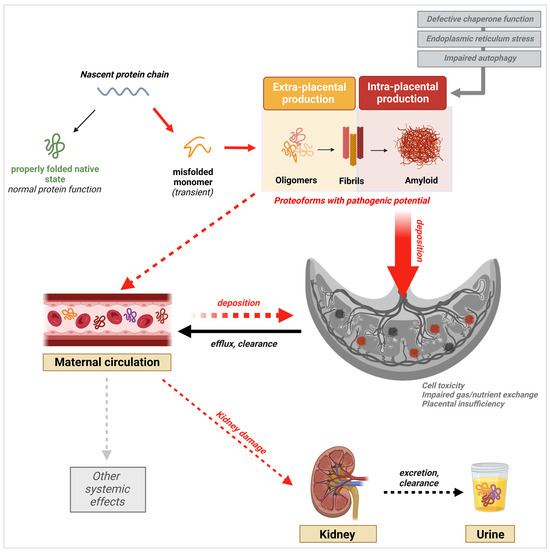 Protein Misfolding in Pregnancy: Current Insights, Potential Mechanisms ...