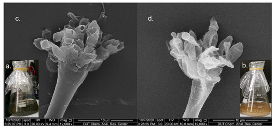 Molecules | Free Full-Text | Chemical Epigenetic Regulation Secondary ...