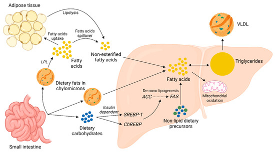 Proanthocyanidins-Based Synbiotics as a Novel Strategy for Nonalcoholic Fatty Liver Disease ...