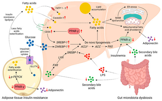 Proanthocyanidins-Based Synbiotics as a Novel Strategy for Nonalcoholic Fatty Liver Disease ...