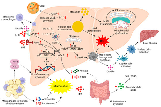 Proanthocyanidins-Based Synbiotics as a Novel Strategy for Nonalcoholic Fatty Liver Disease ...
