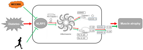 MCC950 Ameliorates Diabetic Muscle Atrophy in Mice by Inhibition of ...