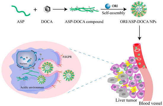 Angelica Sinensis Polysaccharide-Based Nanoparticles for Liver-Targeted ...