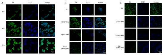 Angelica Sinensis Polysaccharide-Based Nanoparticles for Liver-Targeted ...