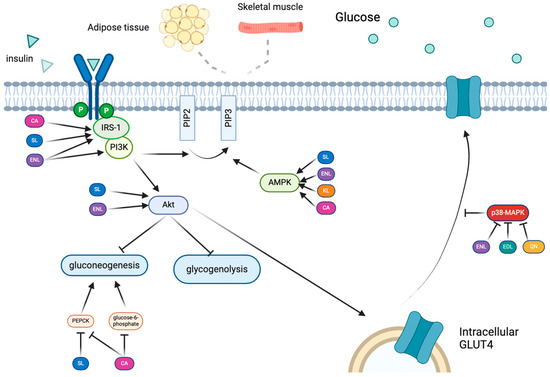 The Perfect Cup? Coffee-Derived Polyphenols and Their Roles in ...