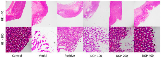 Dendrobium officinale Polysaccharides as a Natural Functional Component ...