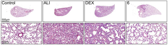 Synthesis and Anti-Inflammatory Activity of Ferulic Acid-Sesquiterpene Lactone Hybrids